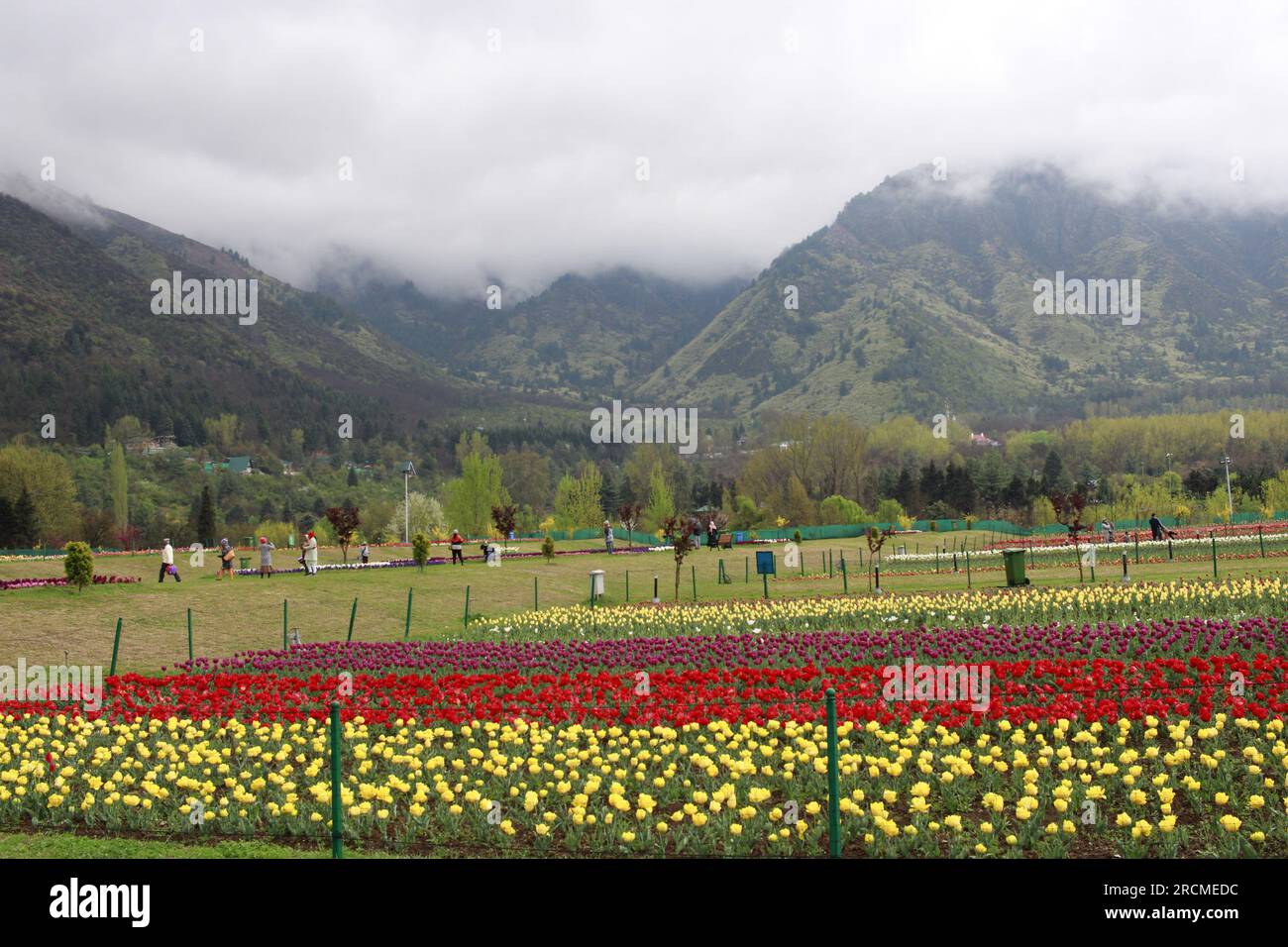 Tulip flower and Tulip festival in Kashmir. Beautiful wall mounting ...