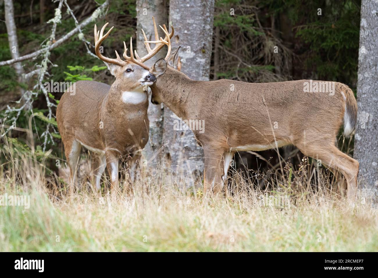 White-tailed Deer (Odocoileus virginianus). White-tailed Deer ...