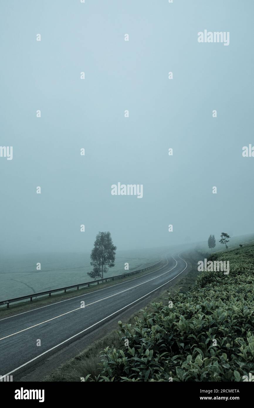 Kiambu-Limuru Road Highway, Tea Plantations Stock Photo - Alamy