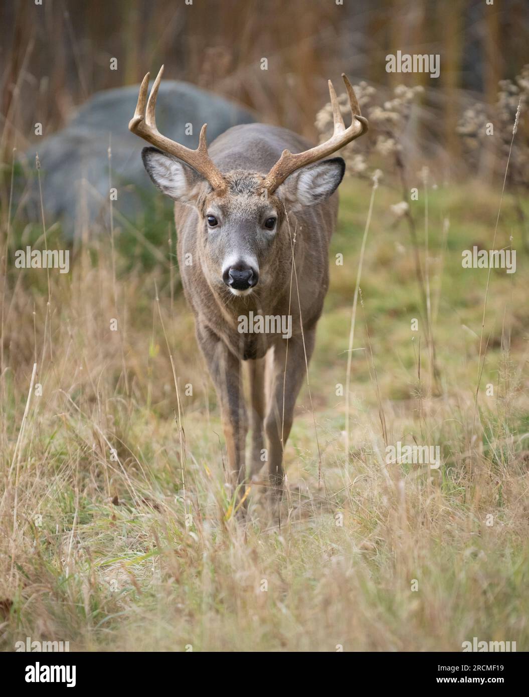 White-tailed Deer (Odocoileus virginianus). Mature Buck during mating ...