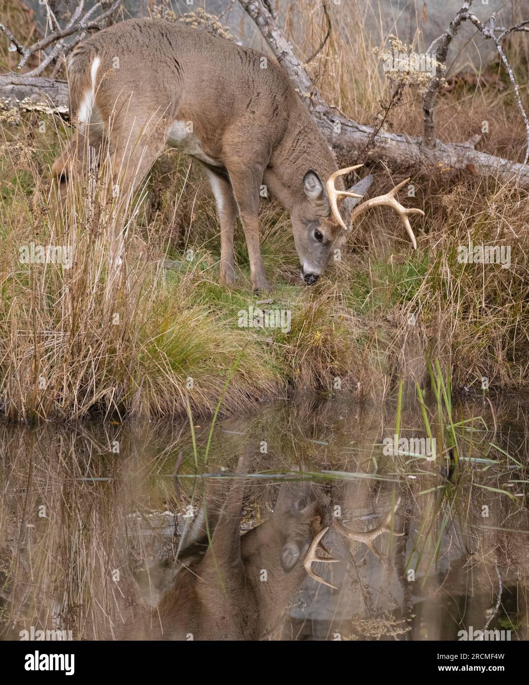White-tailed Deer (Odocoileus virginianus). Mature Buck at the edge of ...