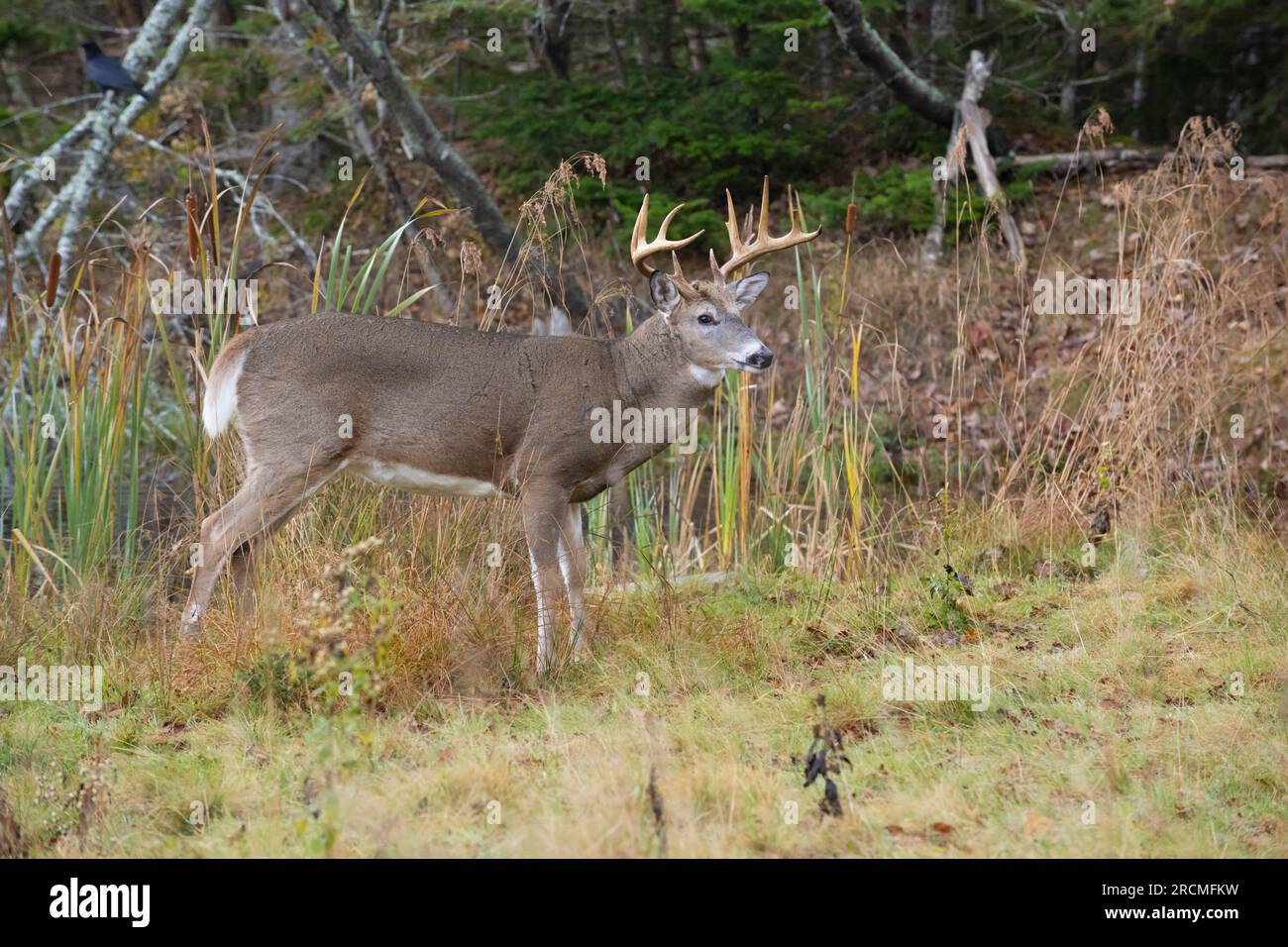 White-tailed Deer (Odocoileus virginianus). Mature Buck at the edge of ...