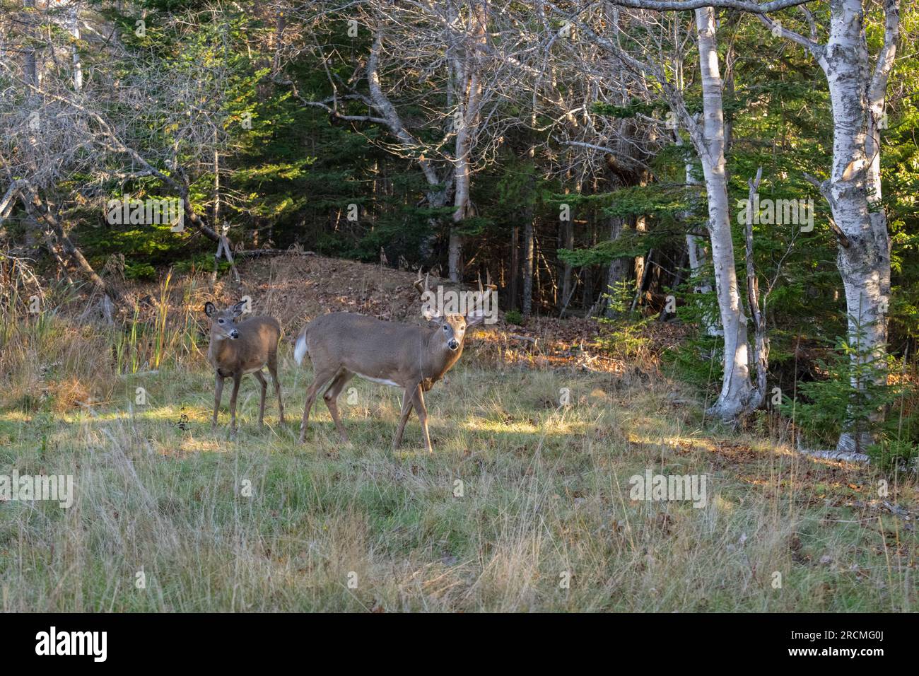 White-tailed Deer (Odocoileus virginianus). White-tailed Deer ...
