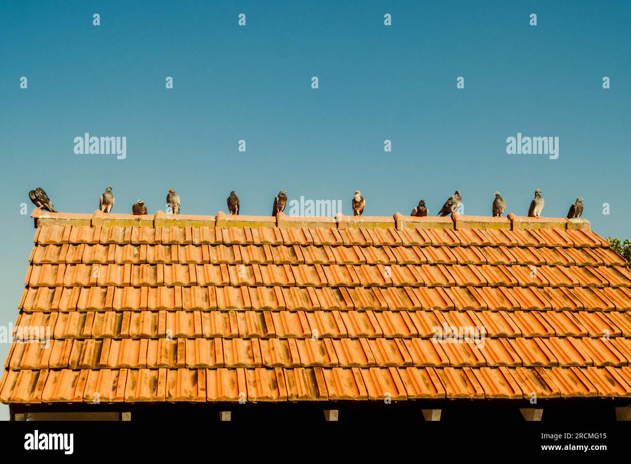Palomas en casa hi-res stock photography and images - Alamy