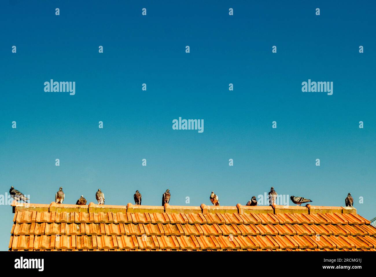 Palomas en casa hi-res stock photography and images - Alamy