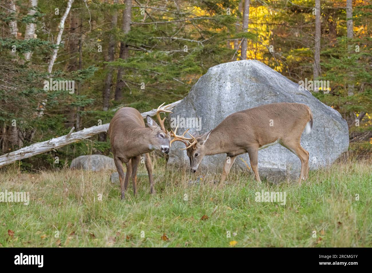 Big Bucks Fighting