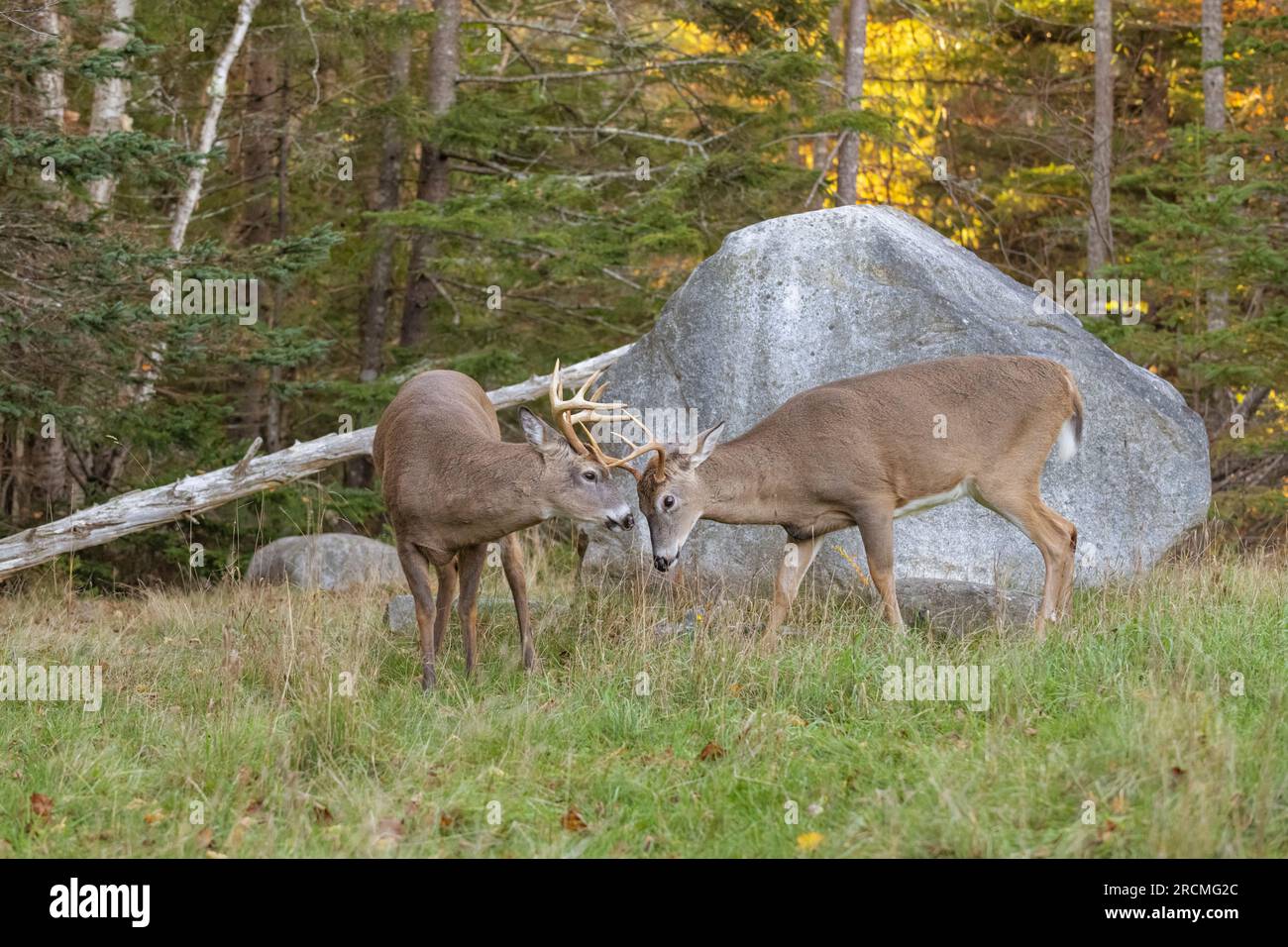 White-tailed Deer (Odocoileus virginianus). White-tailed Deer ...