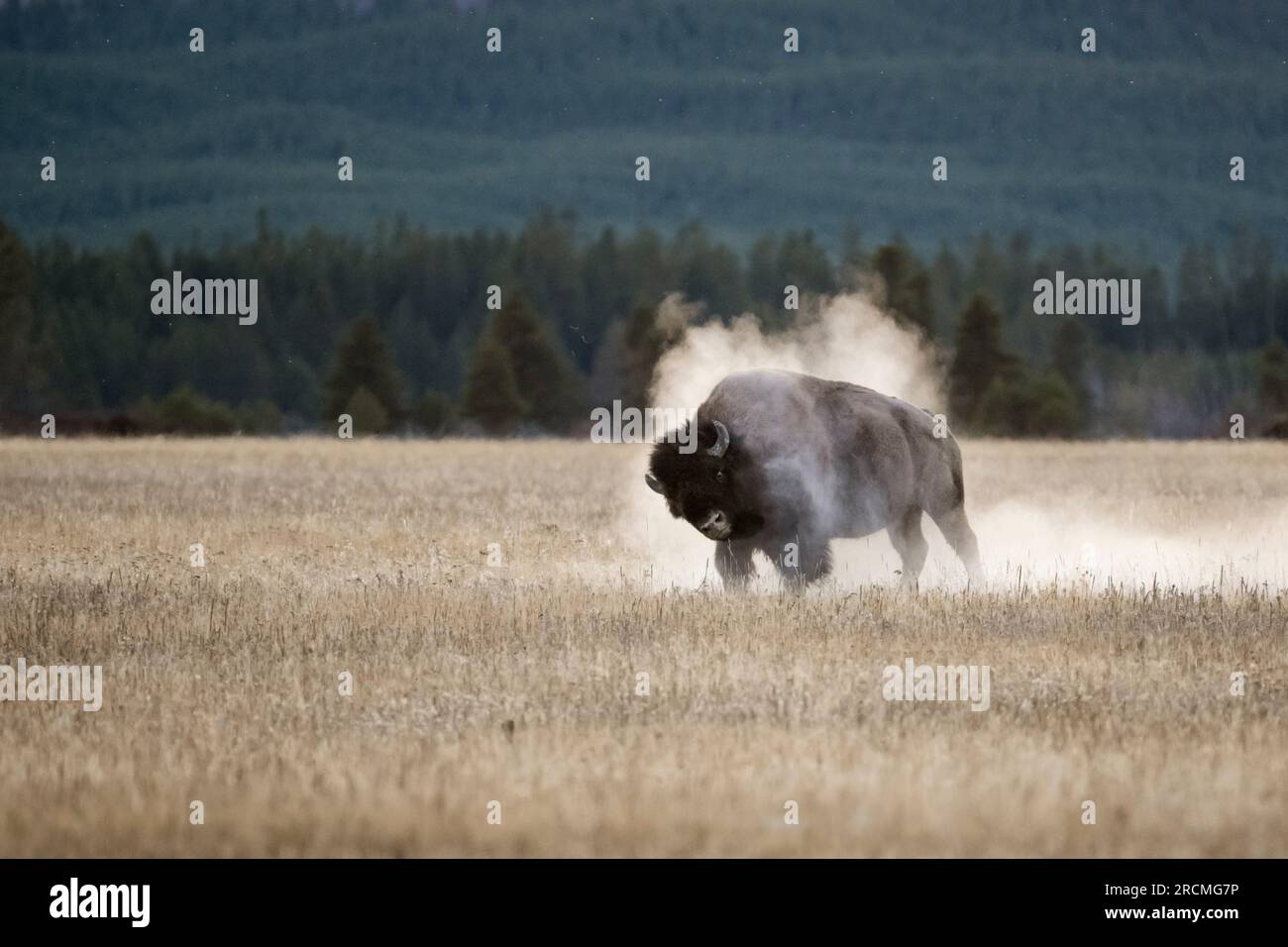 Shaking off dirt hi-res stock photography and images - Alamy