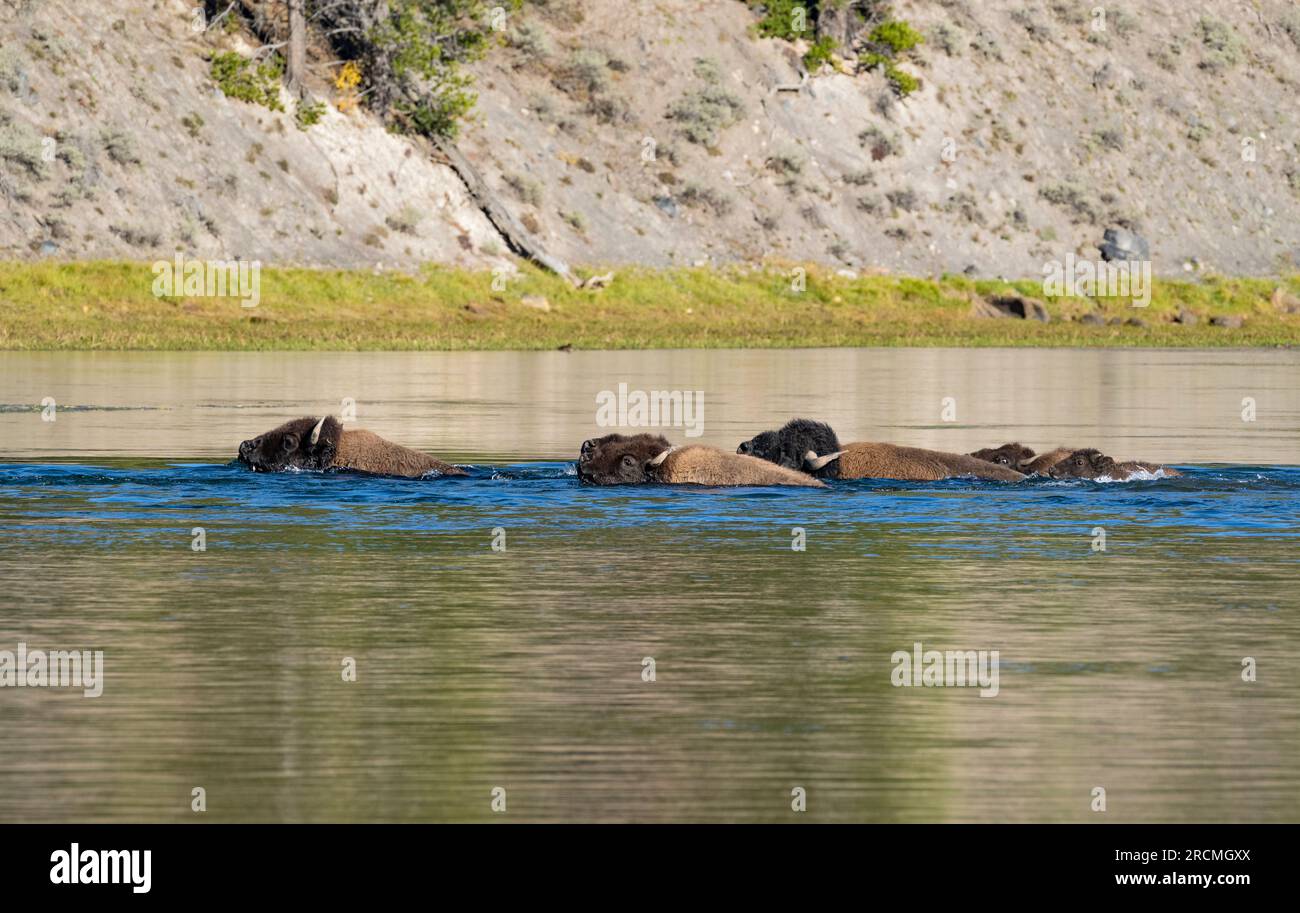 American Buffalo (Bison bison) crossing the Yellowstone River. Autumn ...