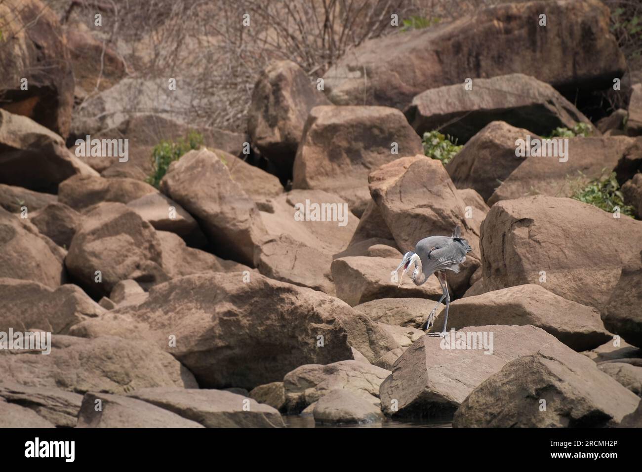 Great blue heron on rocks overlooking water with open beak Stock Photo ...