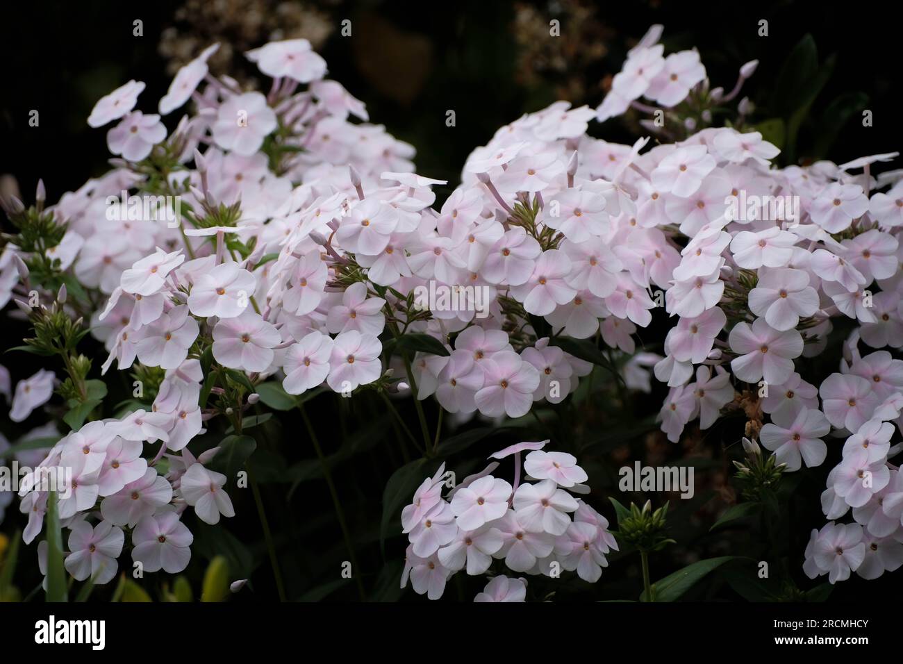 Stand of white phlox with blush of pink in warm light Stock Photo - Alamy