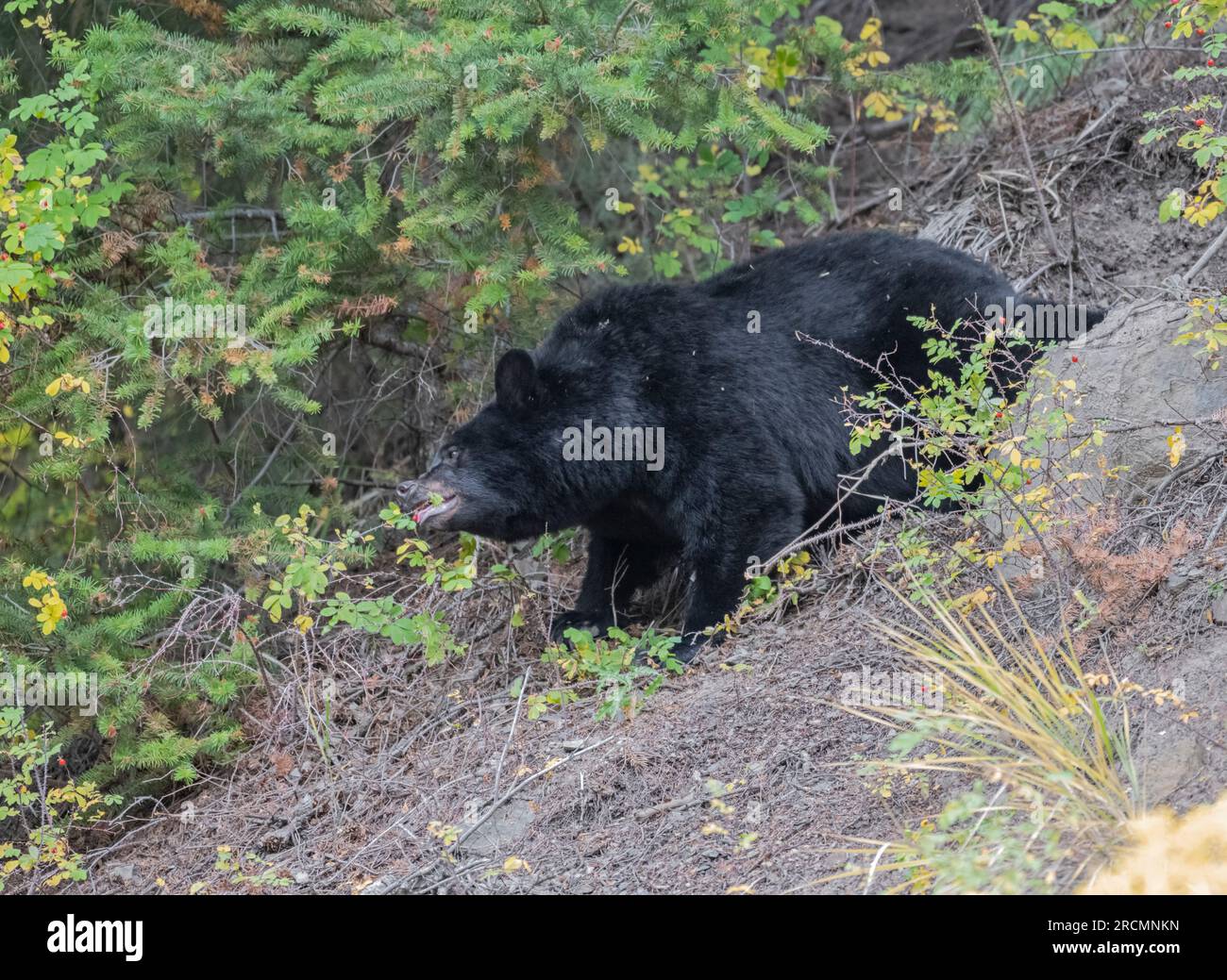 A hungry Black Bear (Ursus americanus) finds a treasure trove of red ...