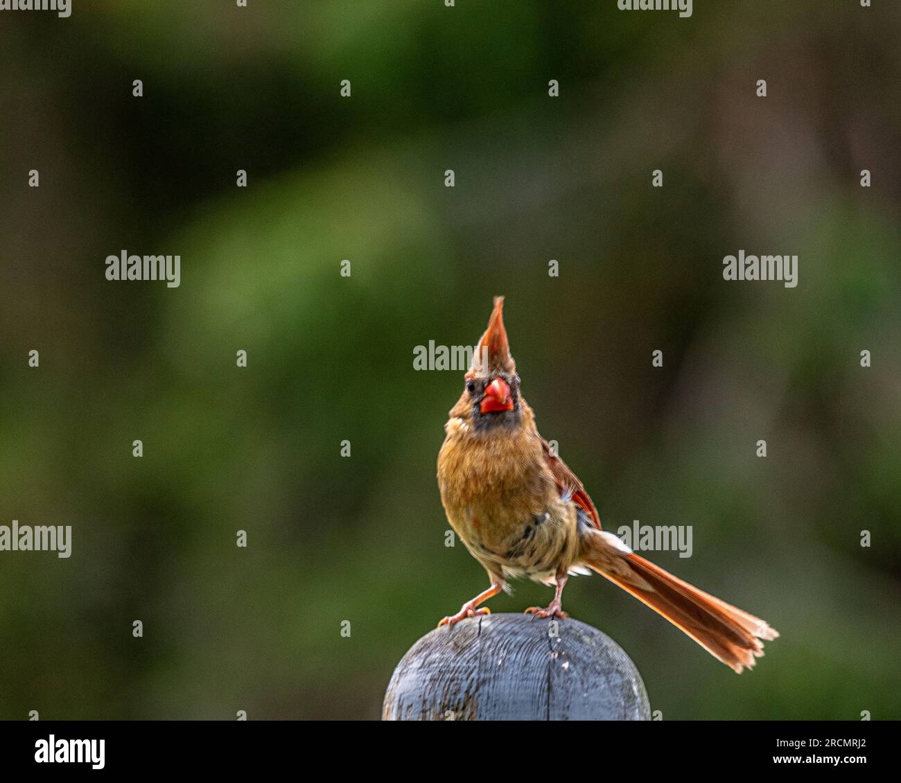 A northern female cardinal with a long tail, red body, and a very thick ...