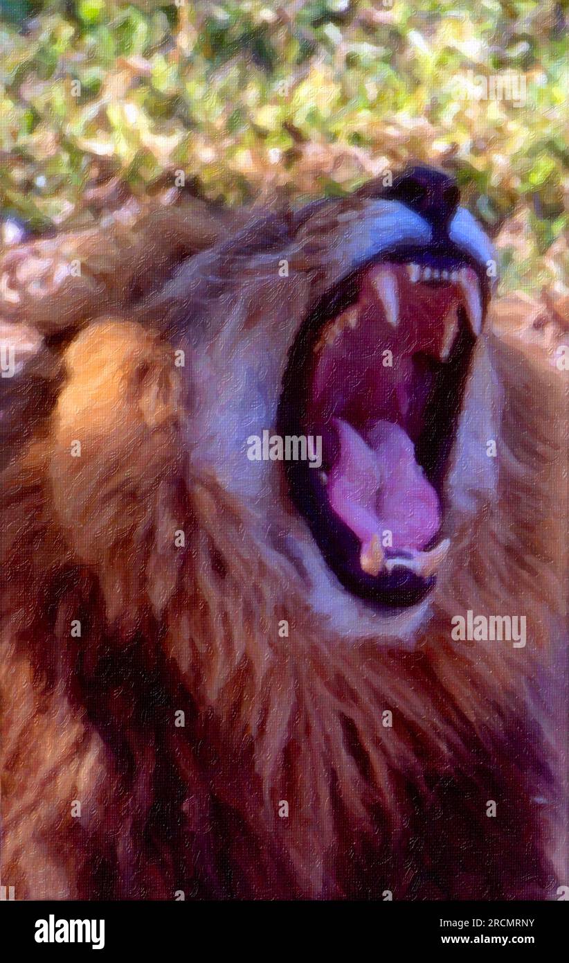 Digital impasto art effect of a roaring Lion showing fangs in an open ...