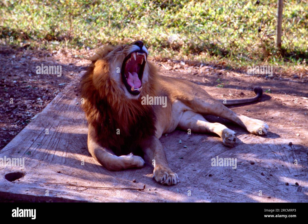 Bored Lion yawning in captivity, Zimbabwe, Africa Stock Photo - Alamy