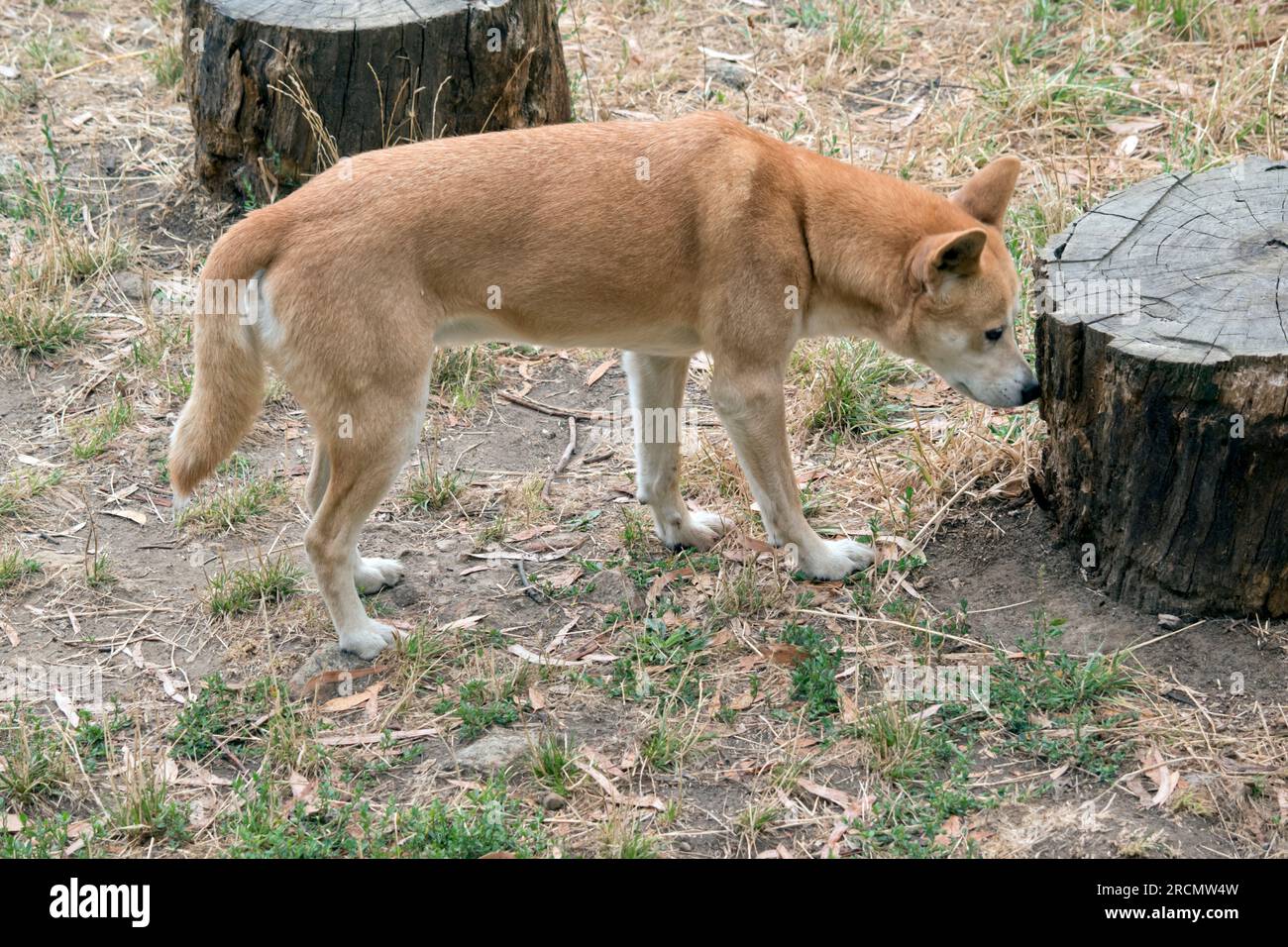 Dingoes are naturally lean like a greyhound, with large ears ...