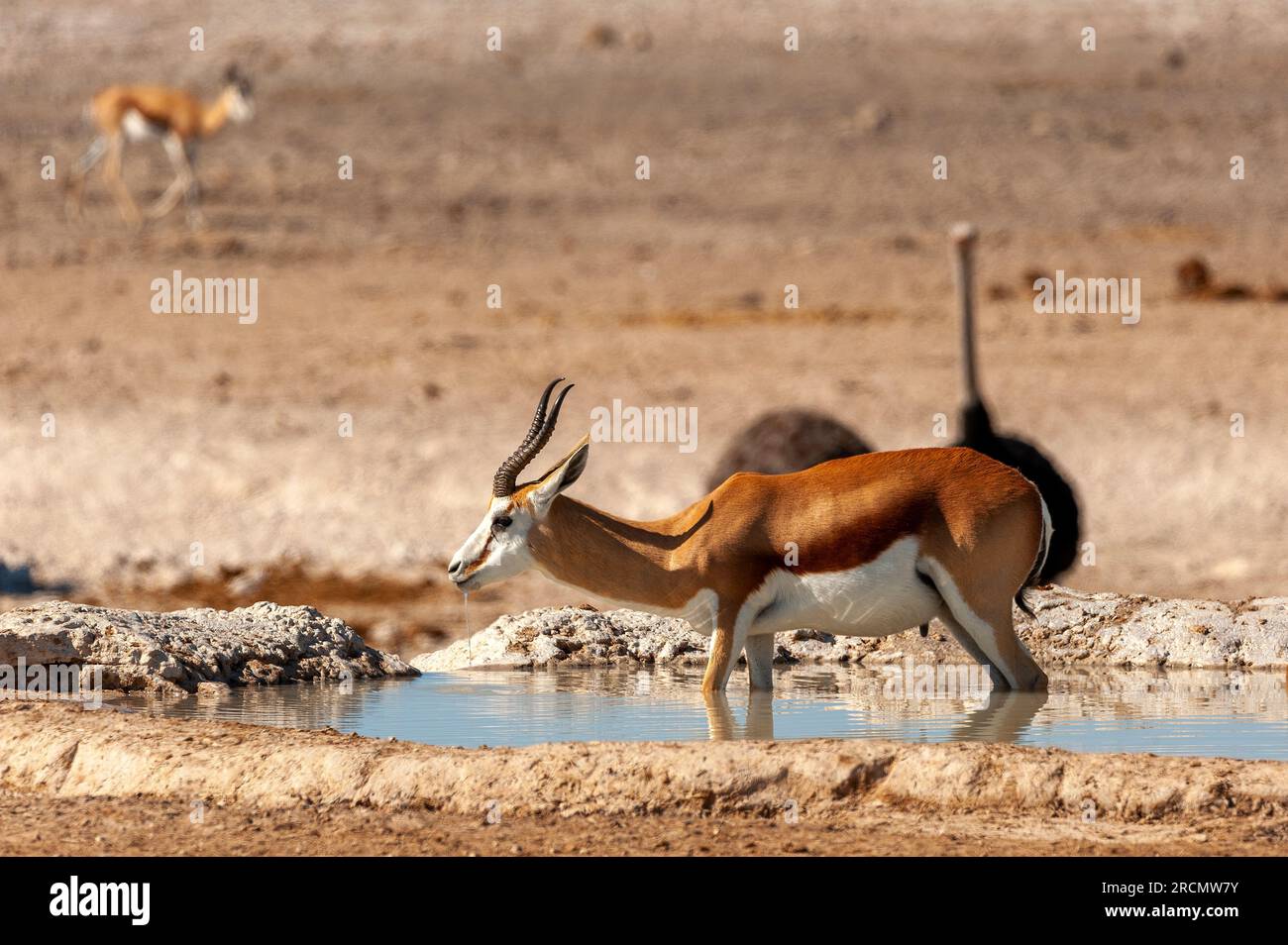Springbok, a very common antelope at Etosha National Park, Namibia ...