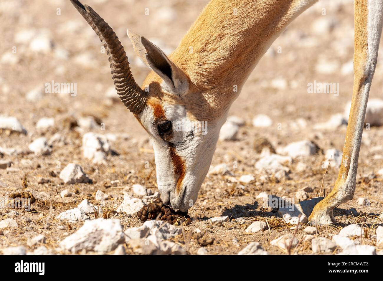 Springbok, a very common antelope at Etosha National Park, Namibia ...