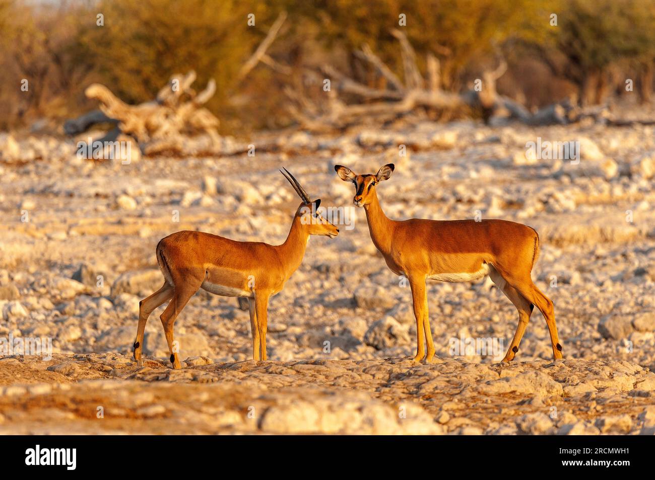 Impalas at Goas waterhole, Etosha National Park, Namibia Stock Photo ...