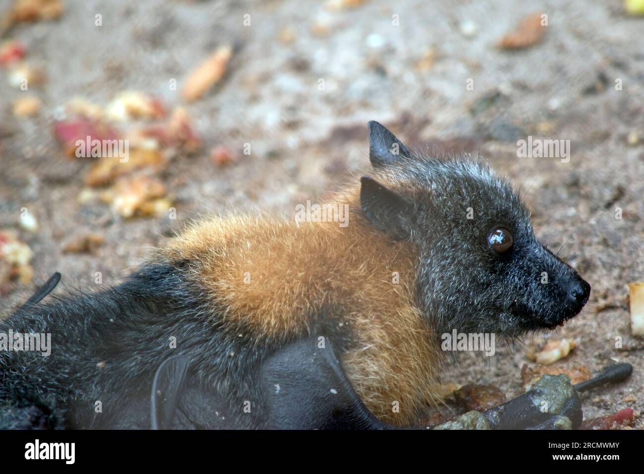 the fruit bat has a woolly fur golden colored on the head, neck ...