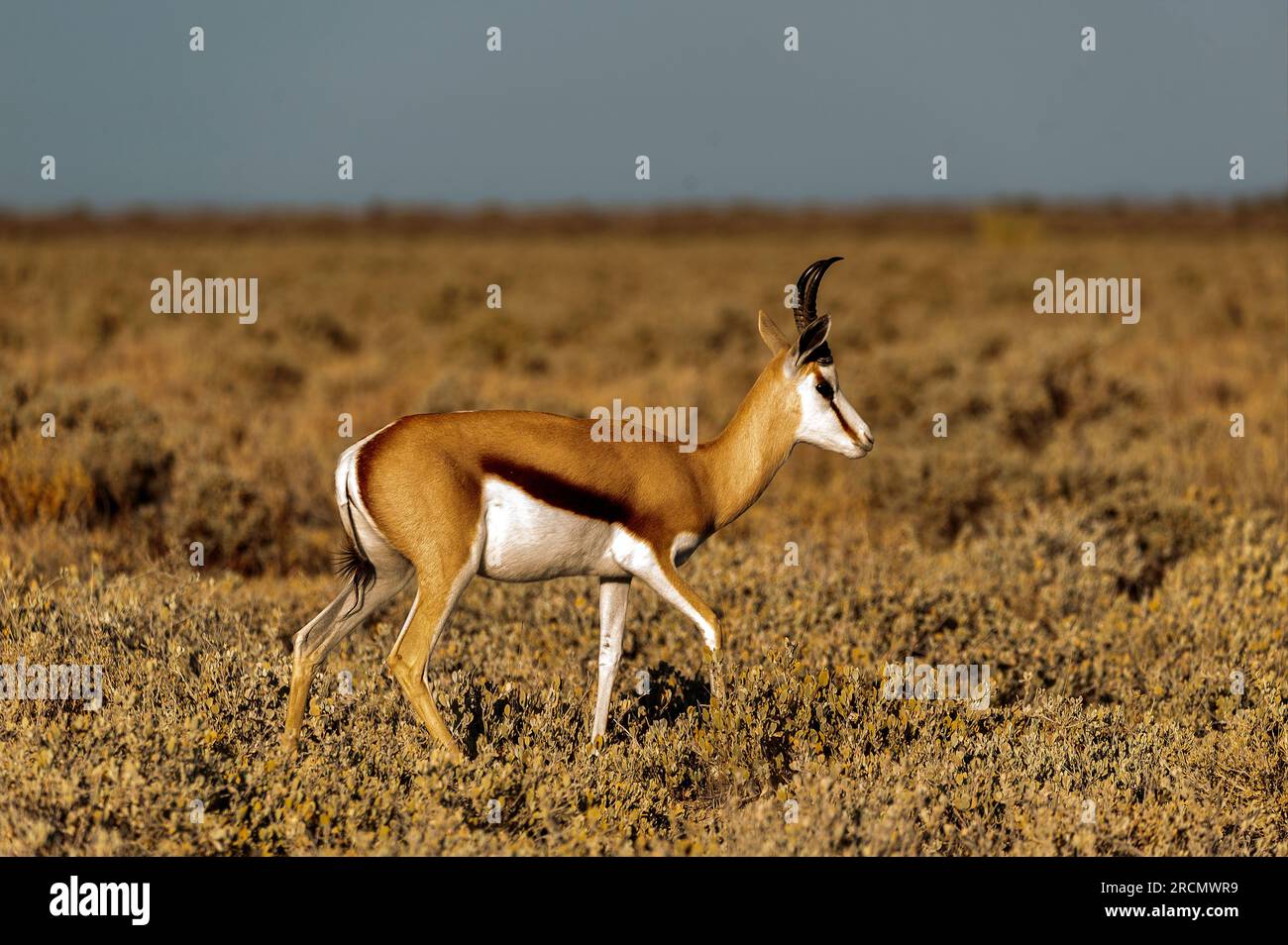 Springbok, a very common antelope at Etosha National Park, Namibia ...