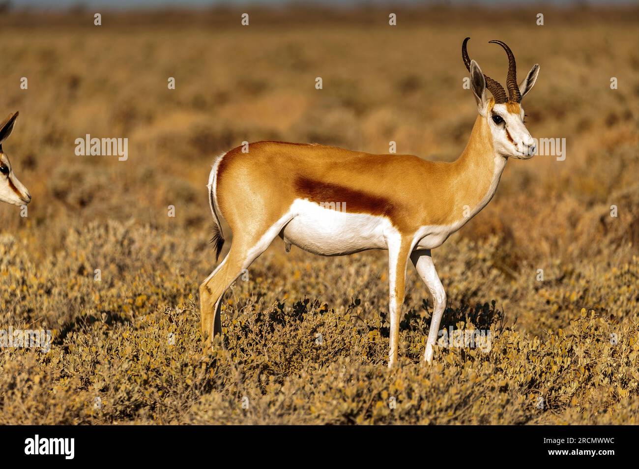 Springbok, a very common antelope at Etosha National Park, Namibia ...