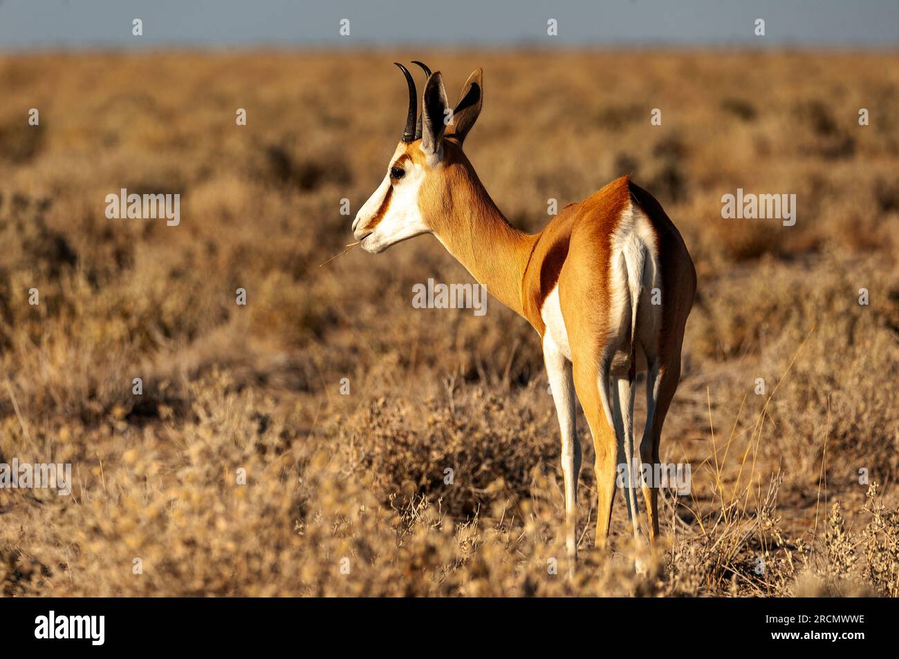 Most common antelope hi-res stock photography and images - Alamy