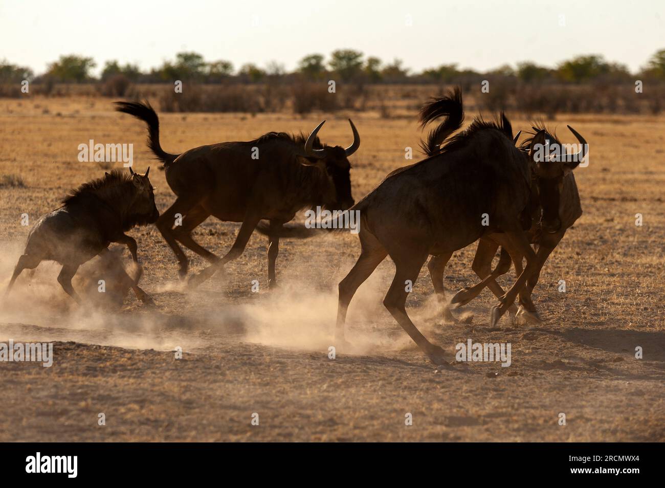 Wildebeest or gnu fighting, Etosha National Park, Namibia Stock Photo ...