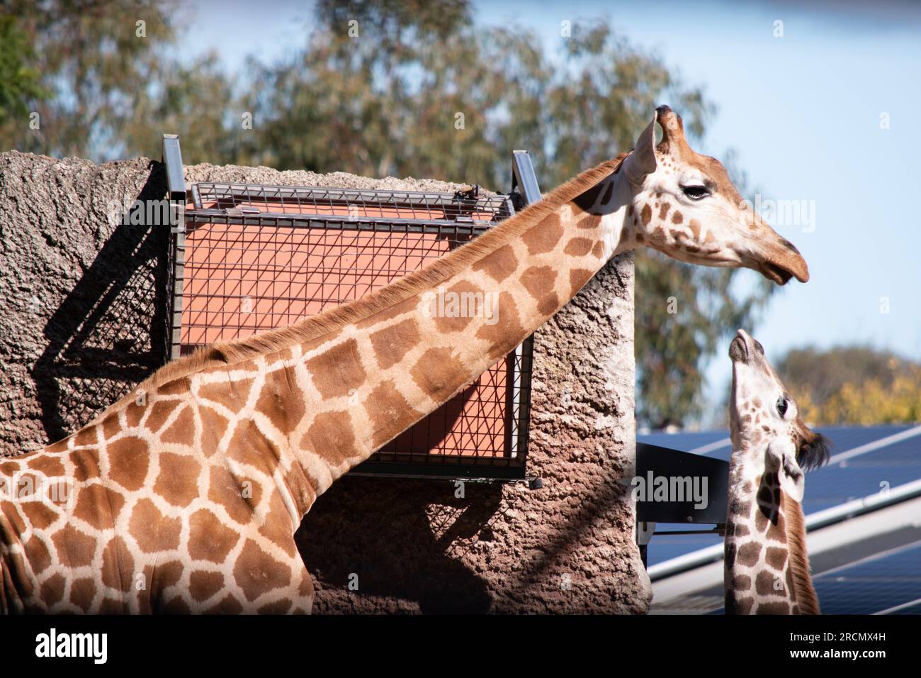 The giraffe is the tallest of all mammals. The legs and neck are ...