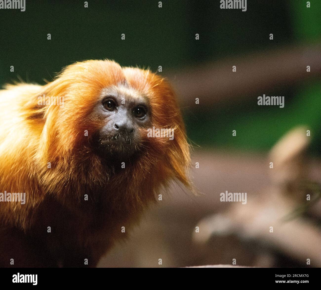 The golden lion tamarin, also known as the golden marmoset, is a small ...
