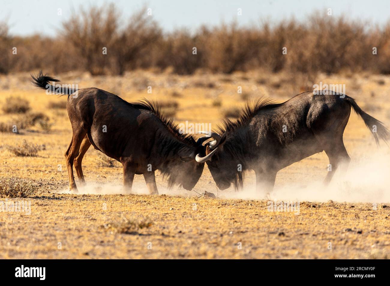 Fighting wildebeest hi-res stock photography and images - Alamy