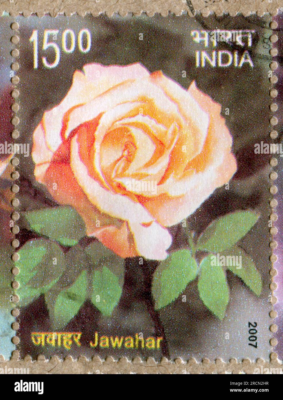 INDIA - CIRCA 2007: stamp printed by India, shows flower rose, circa ...