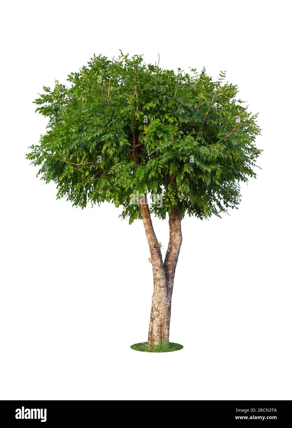 Tree isolated on white background, Save Clipping Path. Tropical tree ...