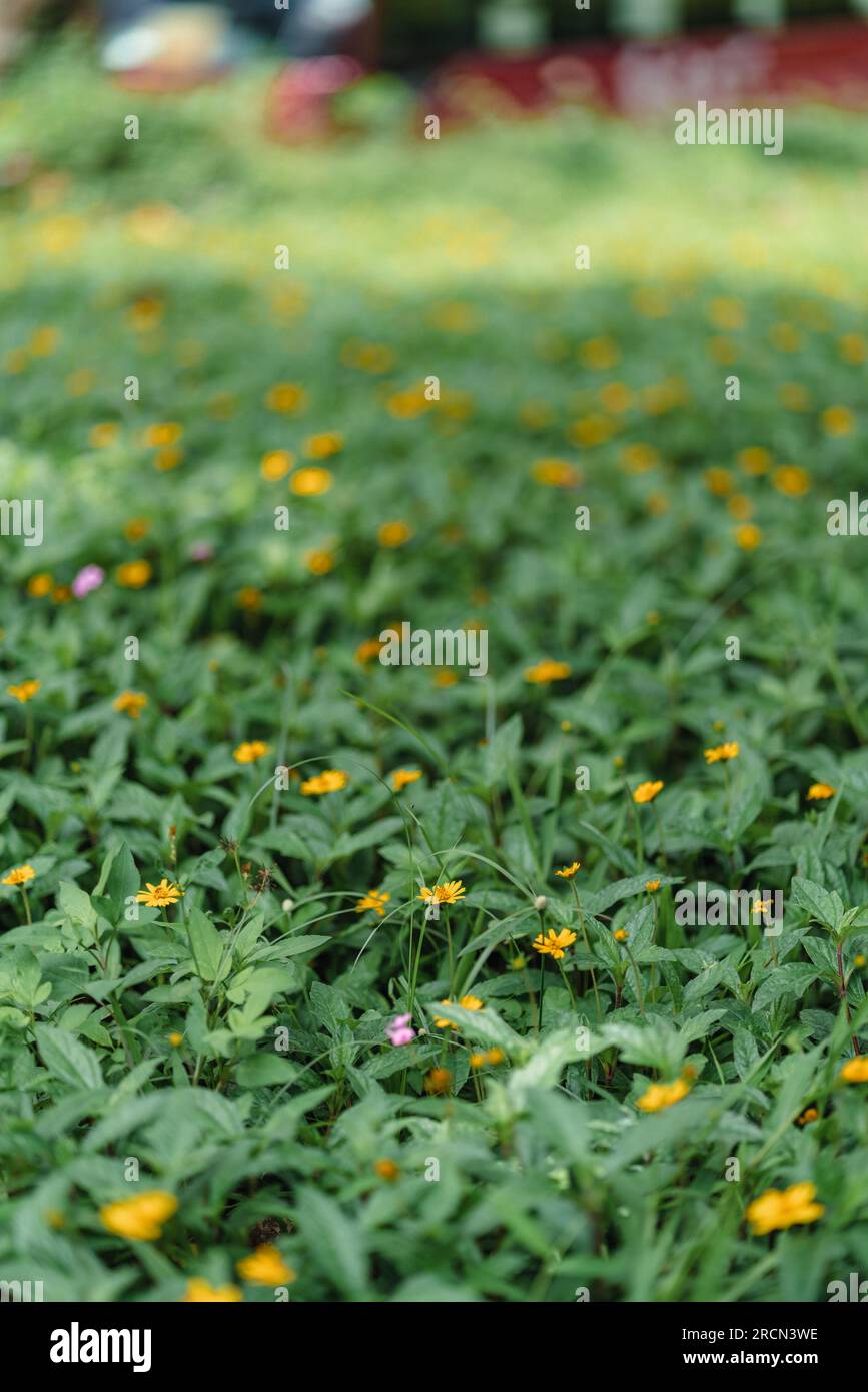 Country Side Landscape, Tai Po, Hong Kong, 2023 Stock Photo - Alamy