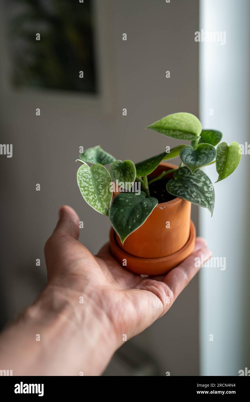 Small sprout Scindapsus Pictus houseplant in terracotta pot in man hand ...