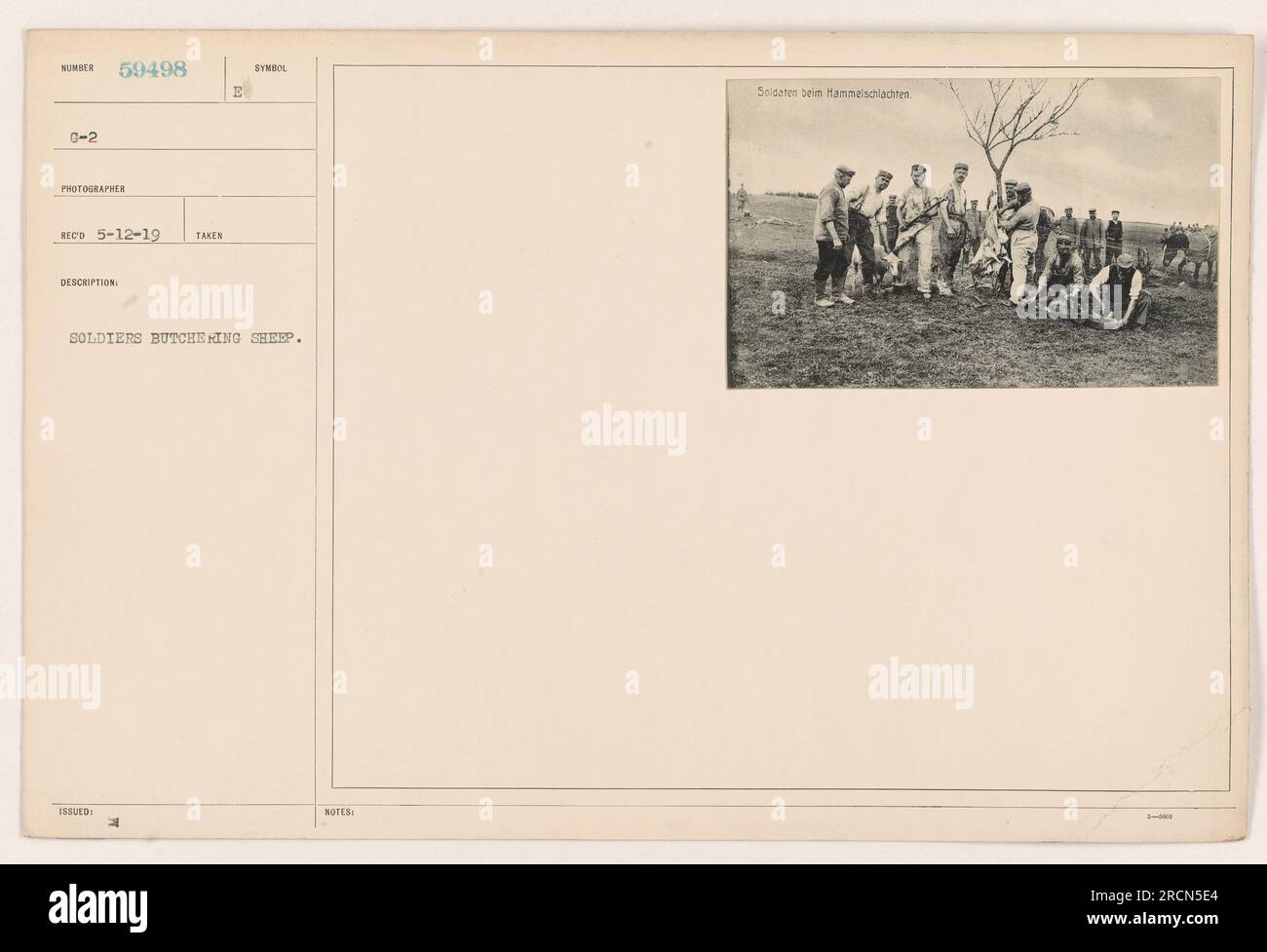 Soldiers participating in butchering sheep during World War One. The ...