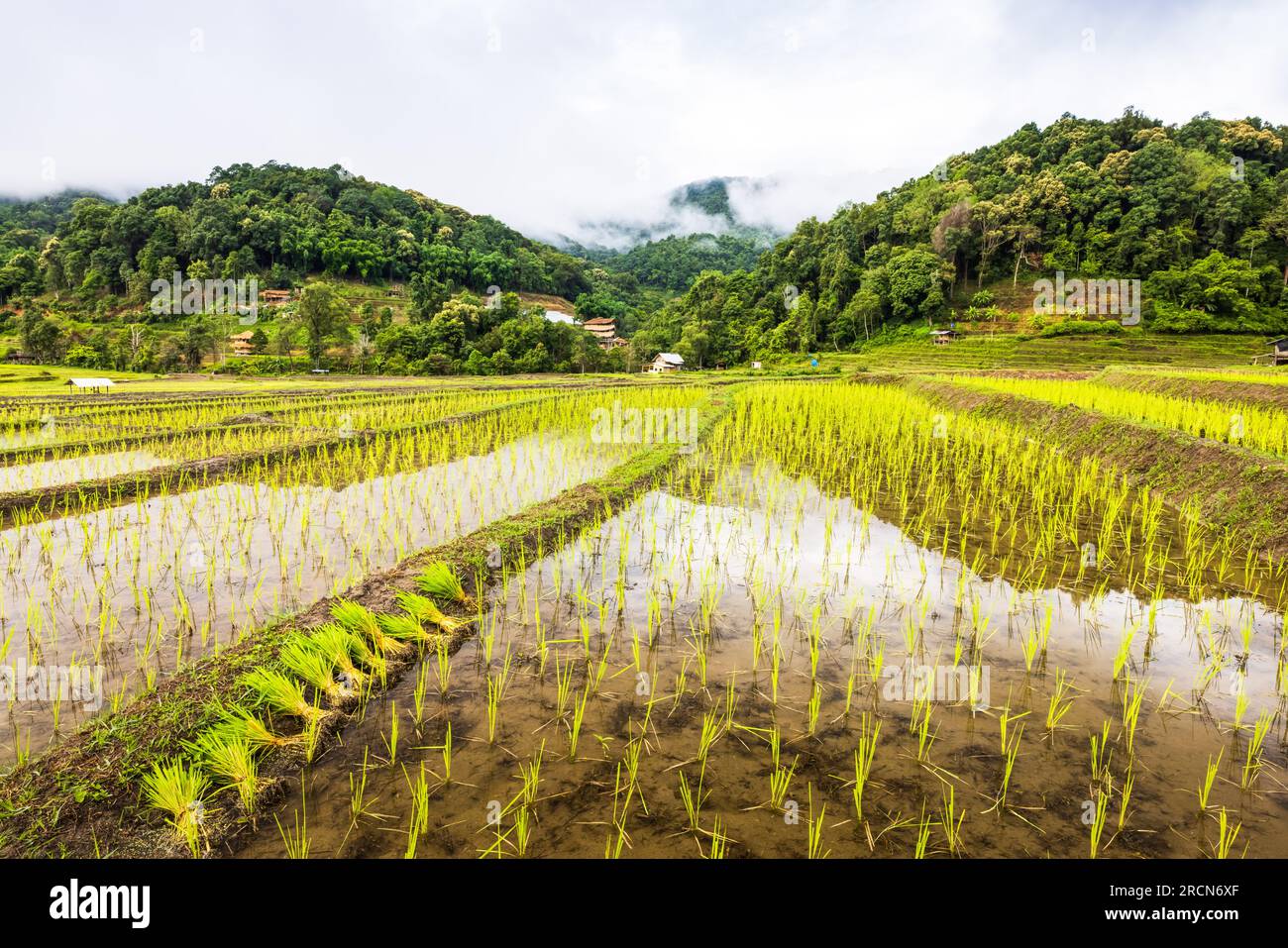 The landscape of green rice seedlings in paddy fields in the planting ...