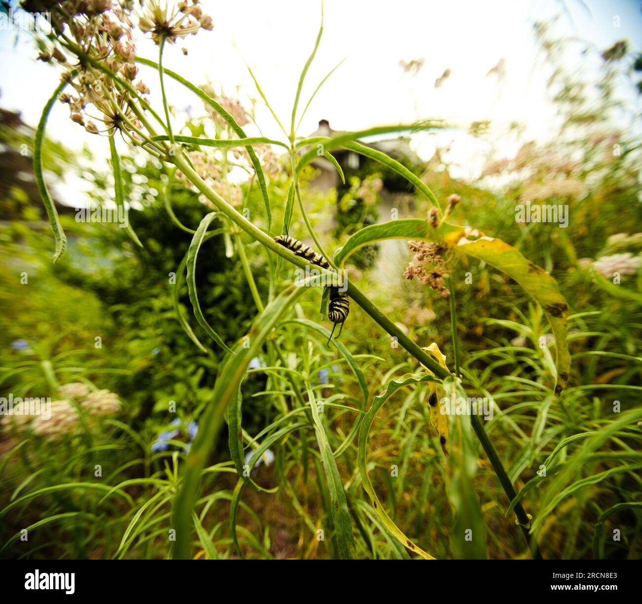 Monarch Butterfly (Danaus plexippus, Order Lepidoptera, Family ...