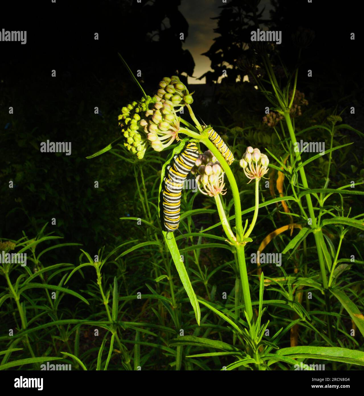 Monarch Butterfly (Danaus plexippus, Order Lepidoptera, Family ...