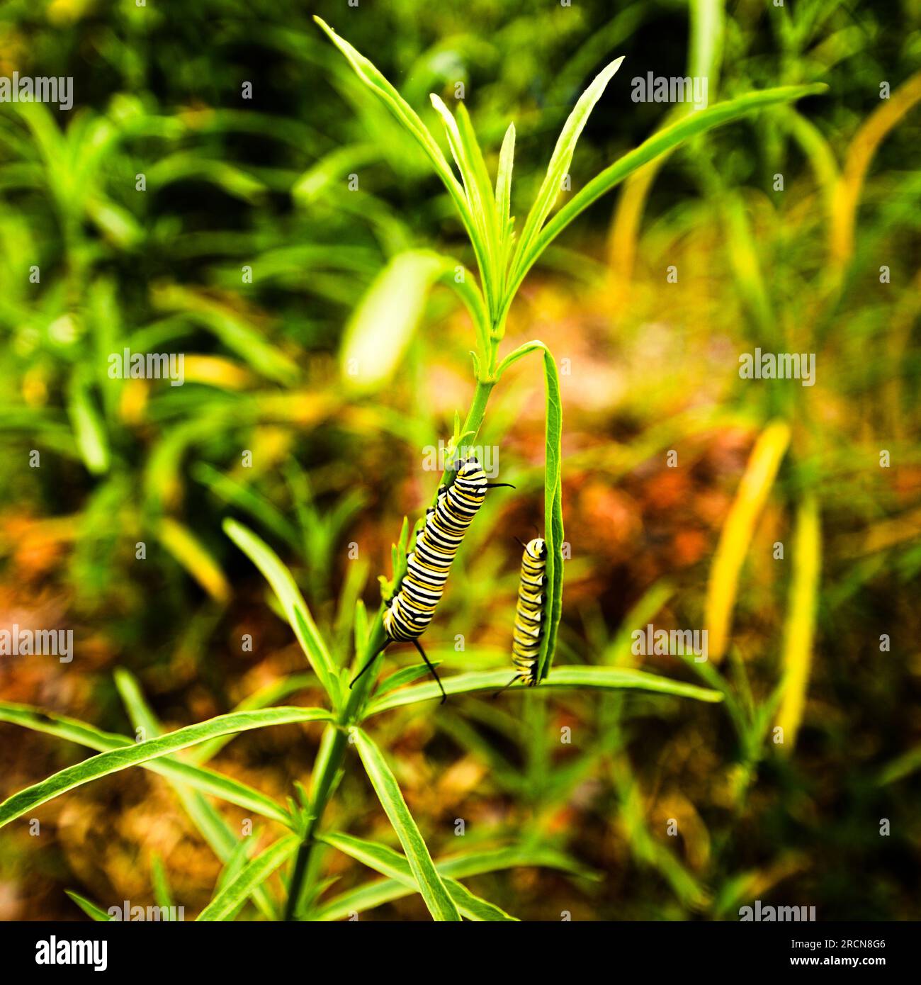Monarch Butterfly (Danaus plexippus, Order Lepidoptera, Family ...