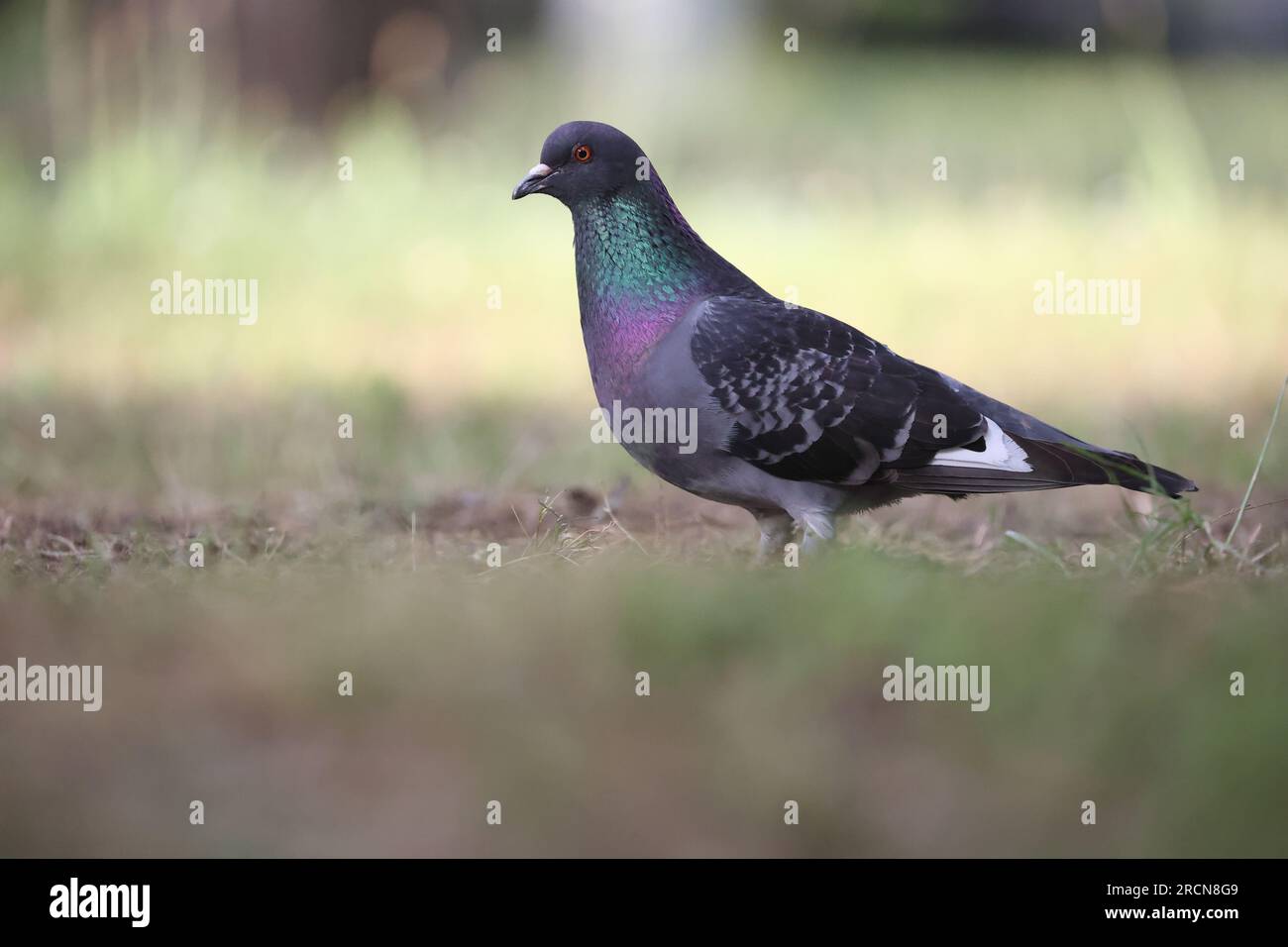 Beautiful feral hi-res stock photography and images - Alamy