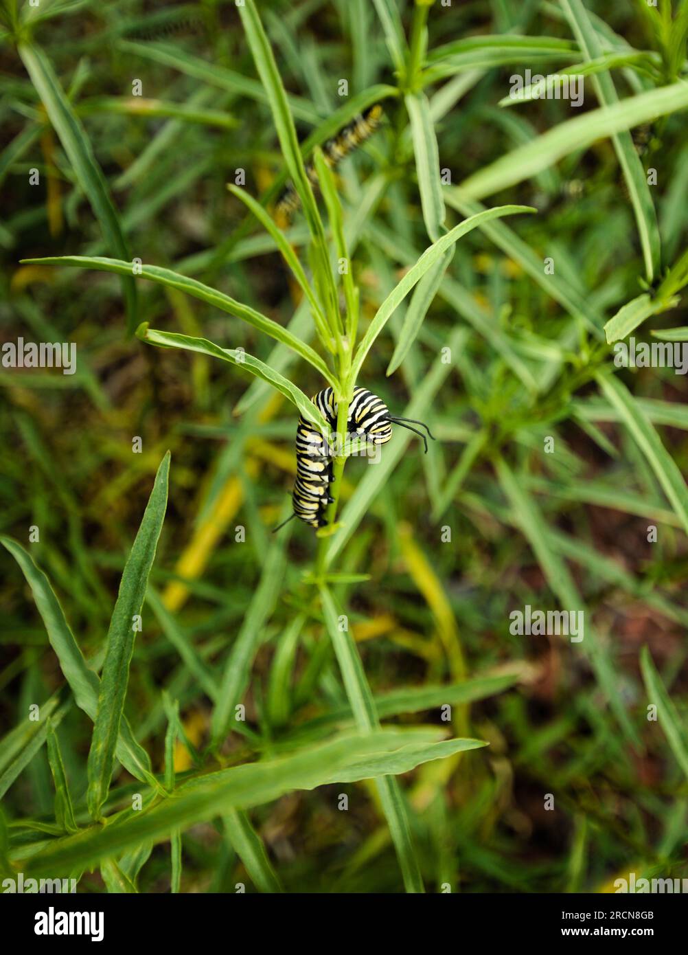 Monarch Butterfly (Danaus plexippus, Order Lepidoptera, Family ...