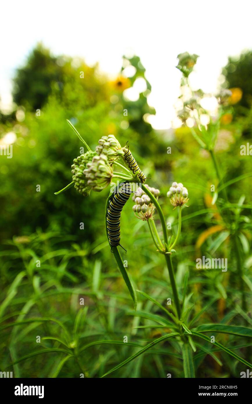 Monarch Butterfly (Danaus plexippus, Order Lepidoptera, Family ...