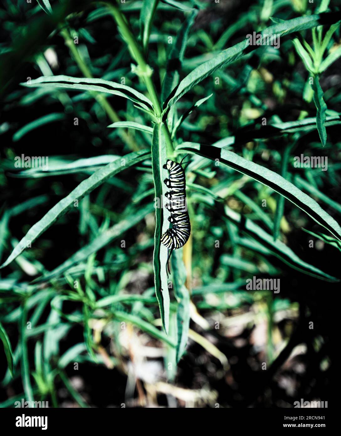 Monarch Butterfly (Danaus plexippus, Order Lepidoptera, Family ...