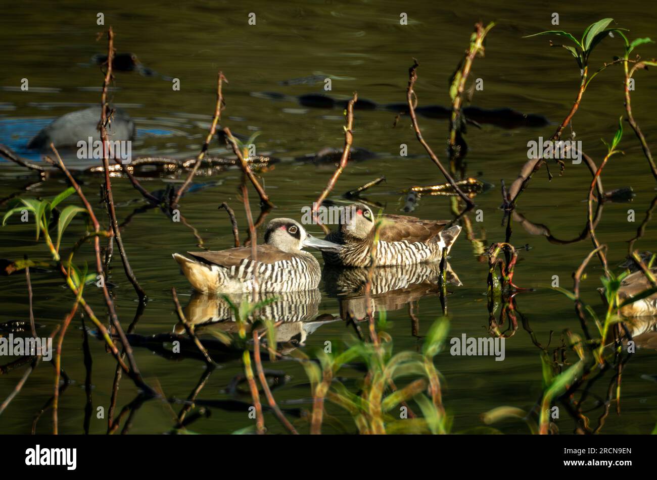 Pink-eared Duck, Malacorhynchus membranaceus, Zebra Duck, Zebra Teal ...