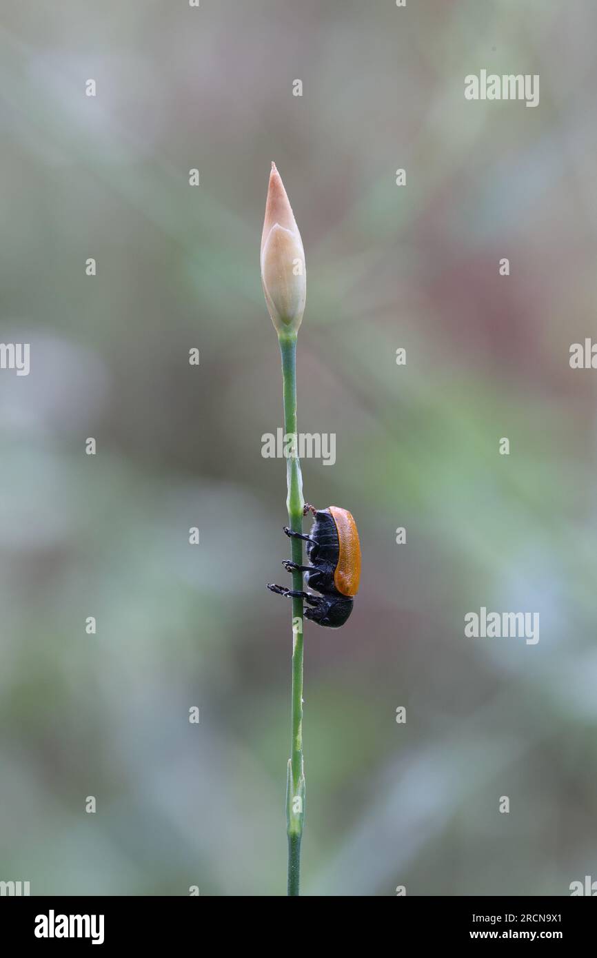 ant bag beetle sitting on a little grasslily Stock Photo - Alamy