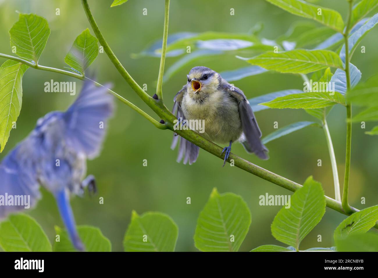 Eurasian Blue tit [ Cyanistes caeruleus ] juvenile bird begging for ...