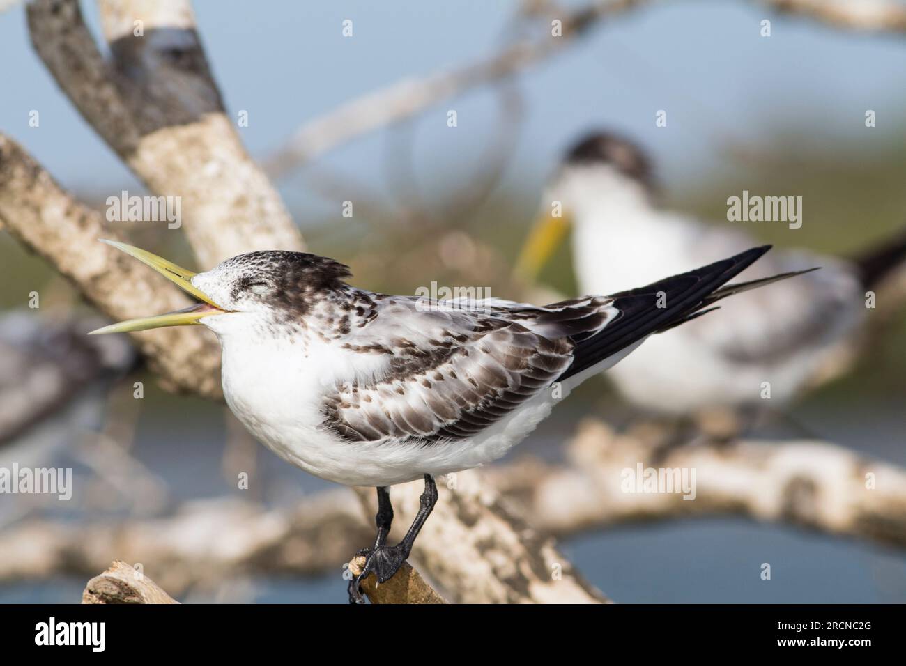 Elliott river hi-res stock photography and images - Alamy