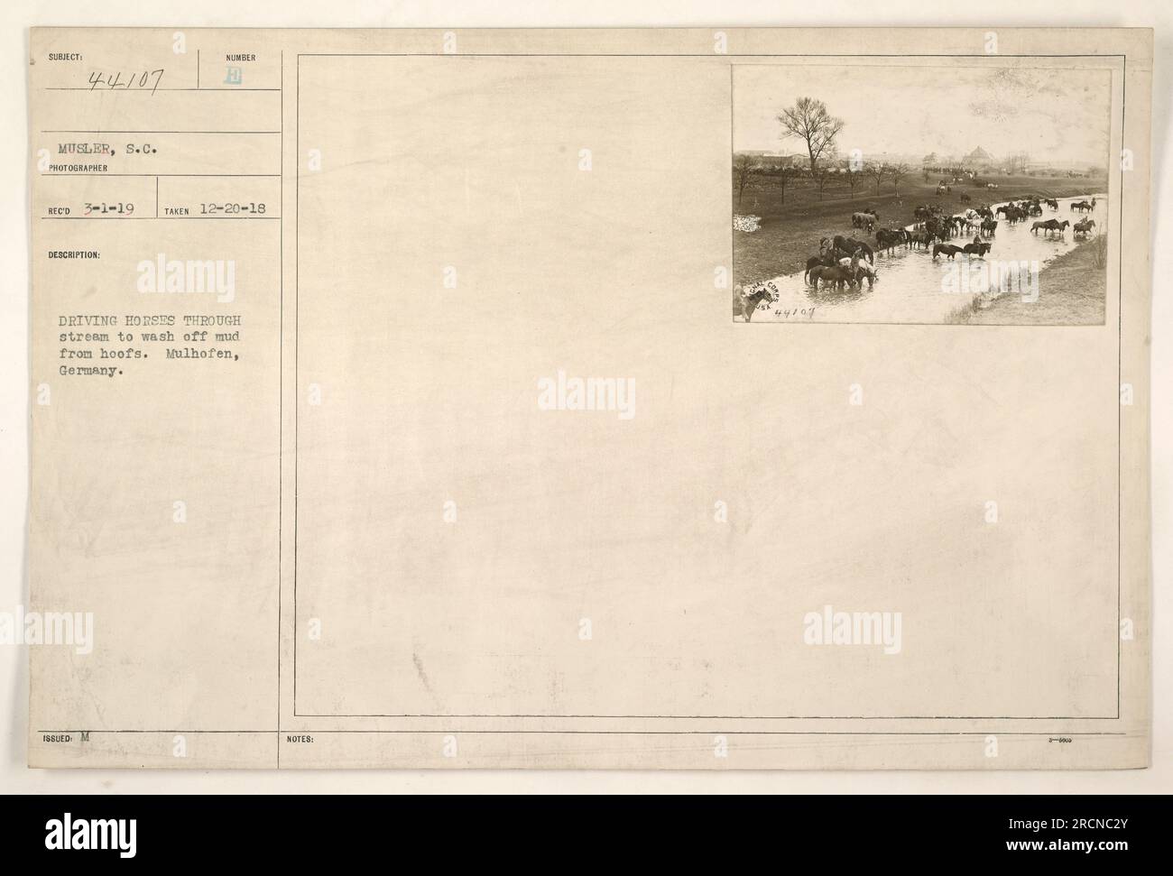 Soldiers in Mulhofen, Germany washing off mud from horses' hoofs by ...