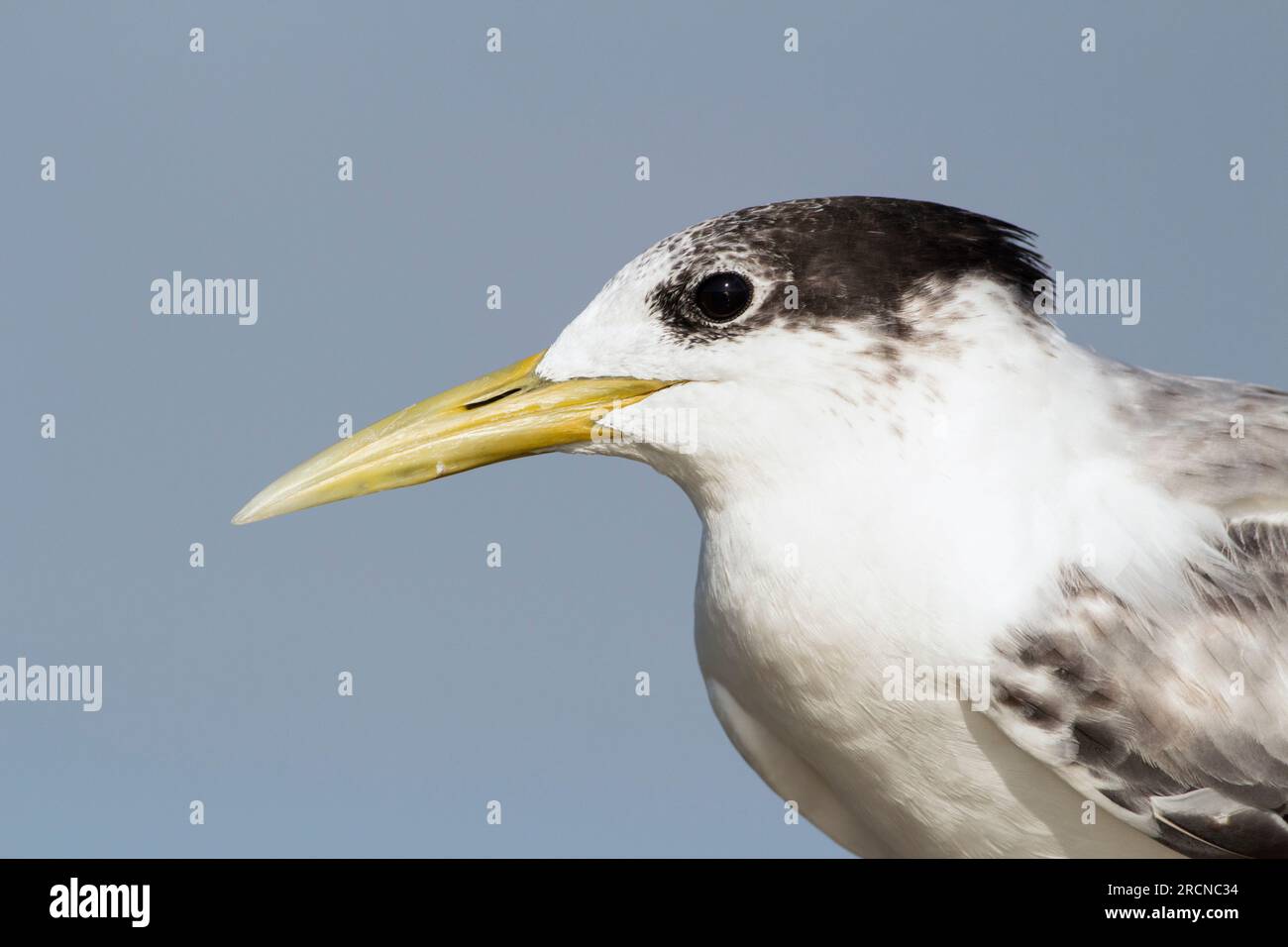 Juvenile Crested Tern close up. Sterna bergii Elliott River Bundaberg ...
